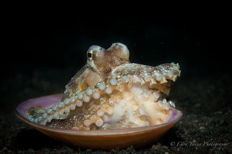 Lembeh Strait in North Sulawesi - The world's best muck diving