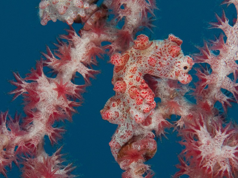 North Sulawesi Diving Packages Bunaken/Manado & Lembeh